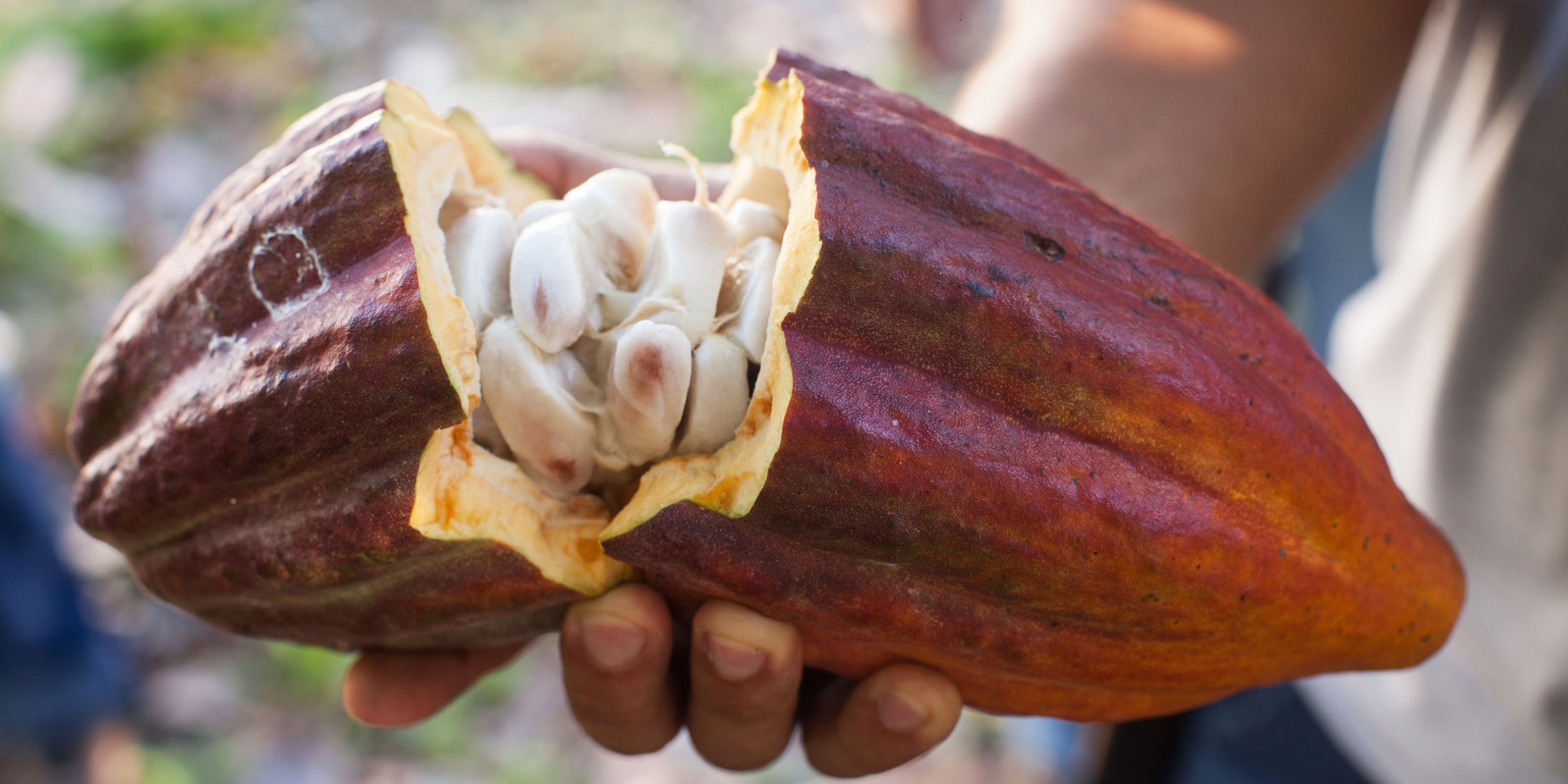 Pulp from the cocoa bean: ETH Zurich develops chocolate - Galaxus
