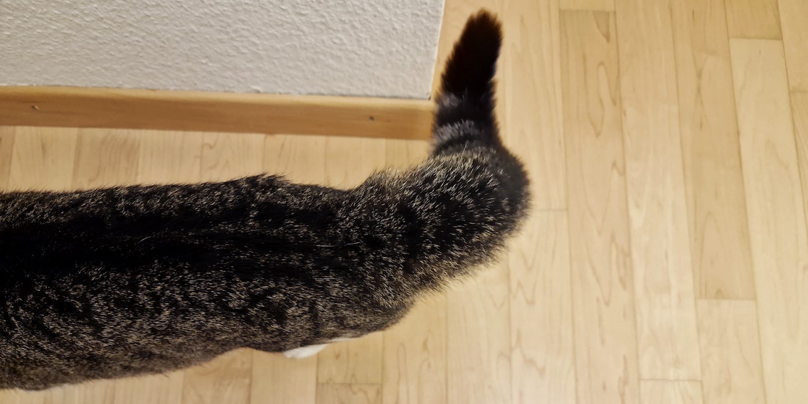 Buschiger Katzenschwanz: Das ist eine Piloerektion - Galaxus