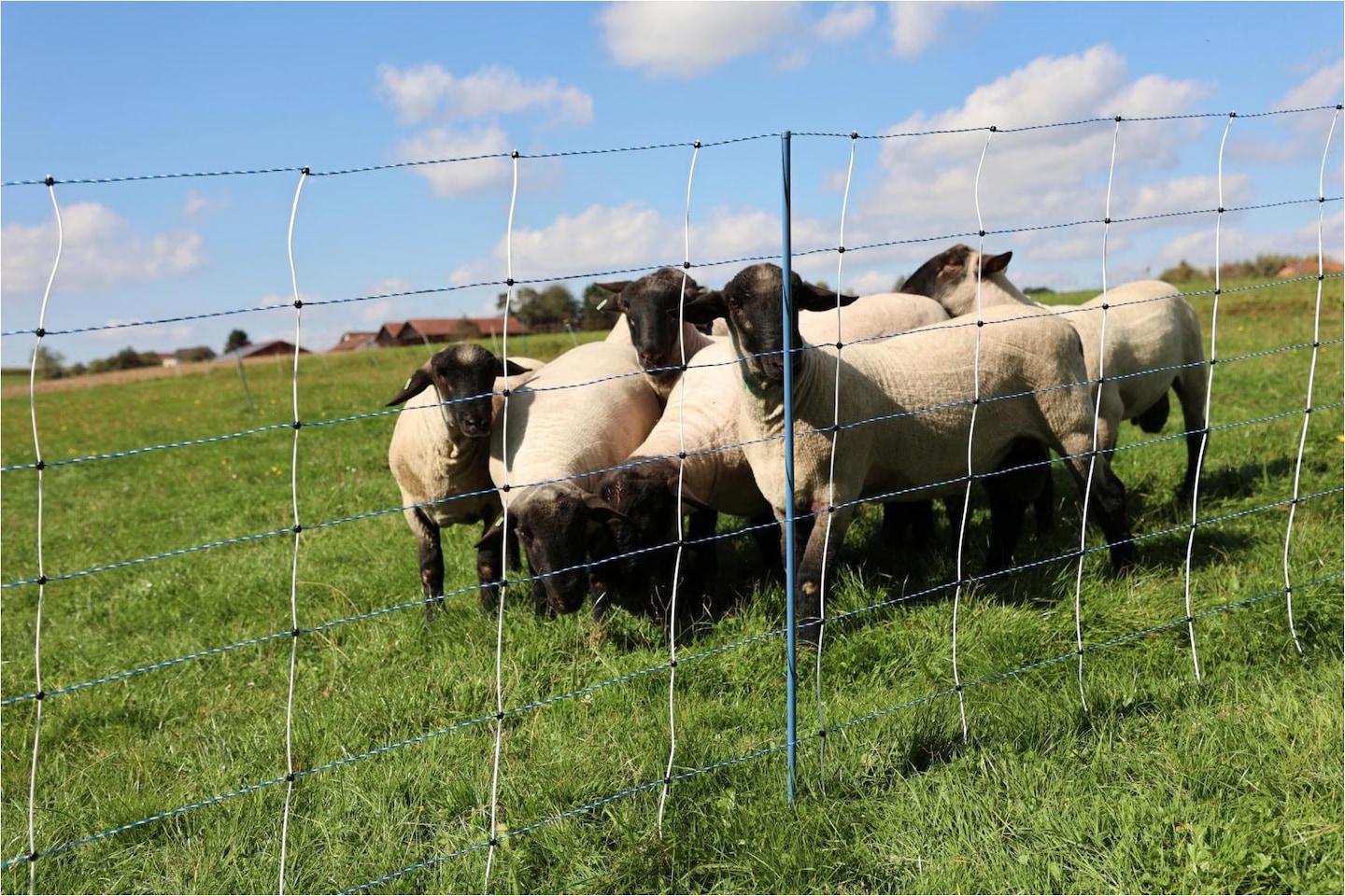 Kerbl AKO TitanNet Premium Vario,50m,+/- white/blue, 108cm, single tip ...